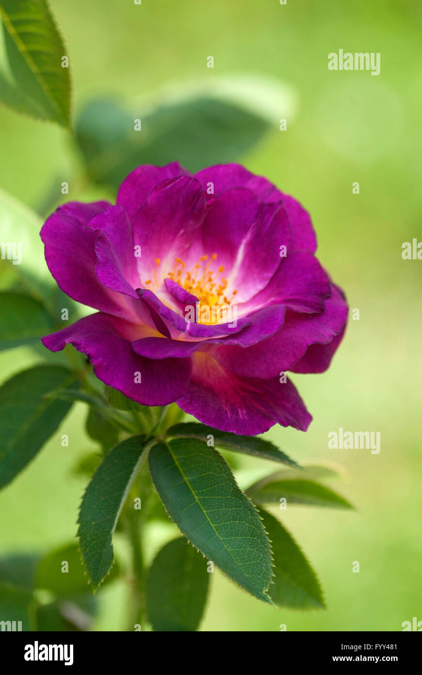 Smoke test hi-res stock photography and images - Alamy