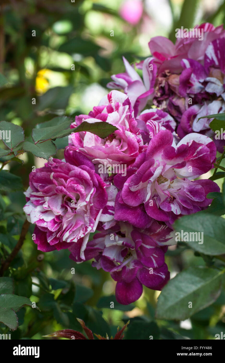 Rose, Rosa ROCKIN ROBIN Stock Photo - Alamy