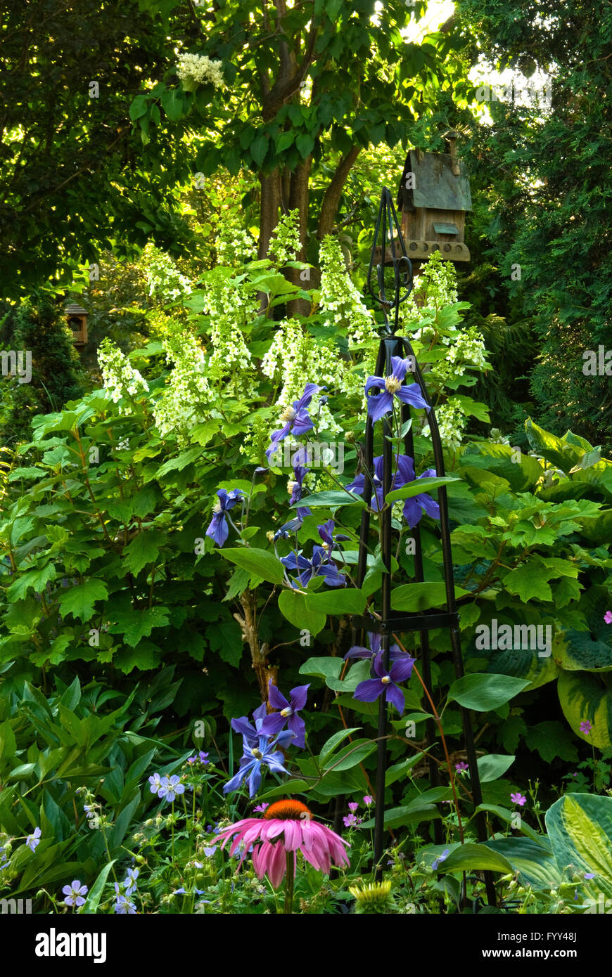 Clematis durandii with Hydrangea quercifolia in background Stock Photo ...
