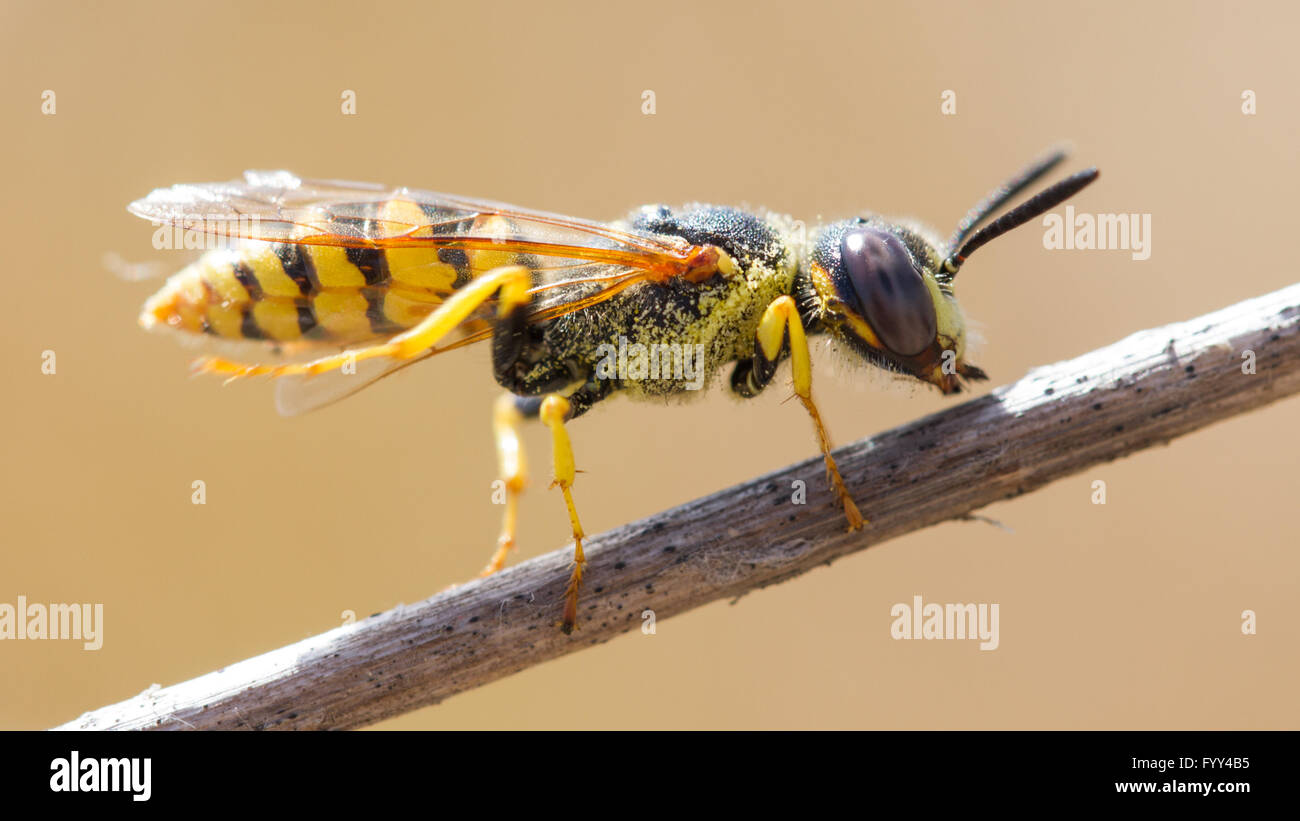 Beewolf - Philanthus triangulum Stock Photo - Alamy