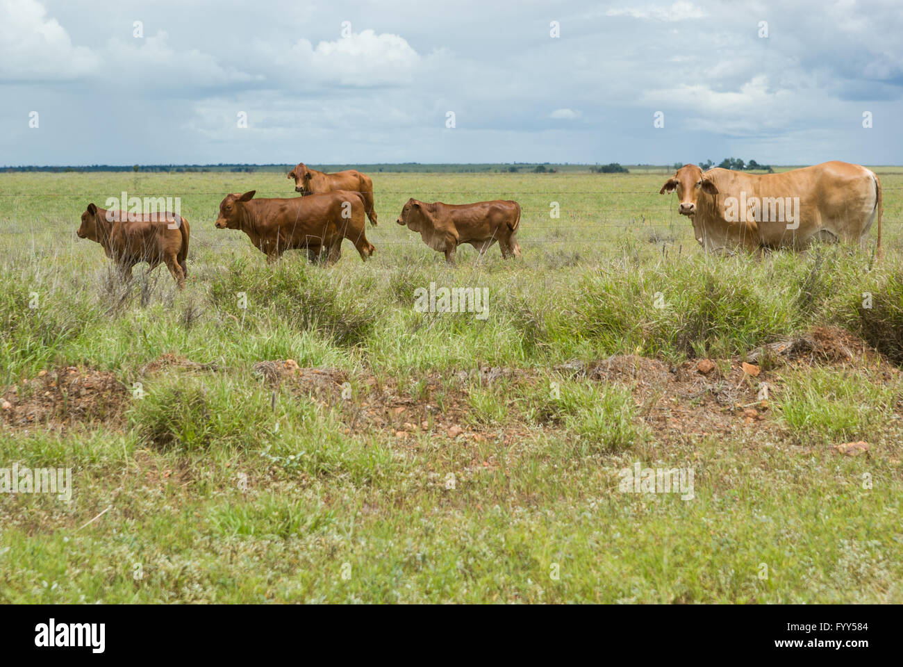Cattle station australia outback hi-res stock photography and images ...