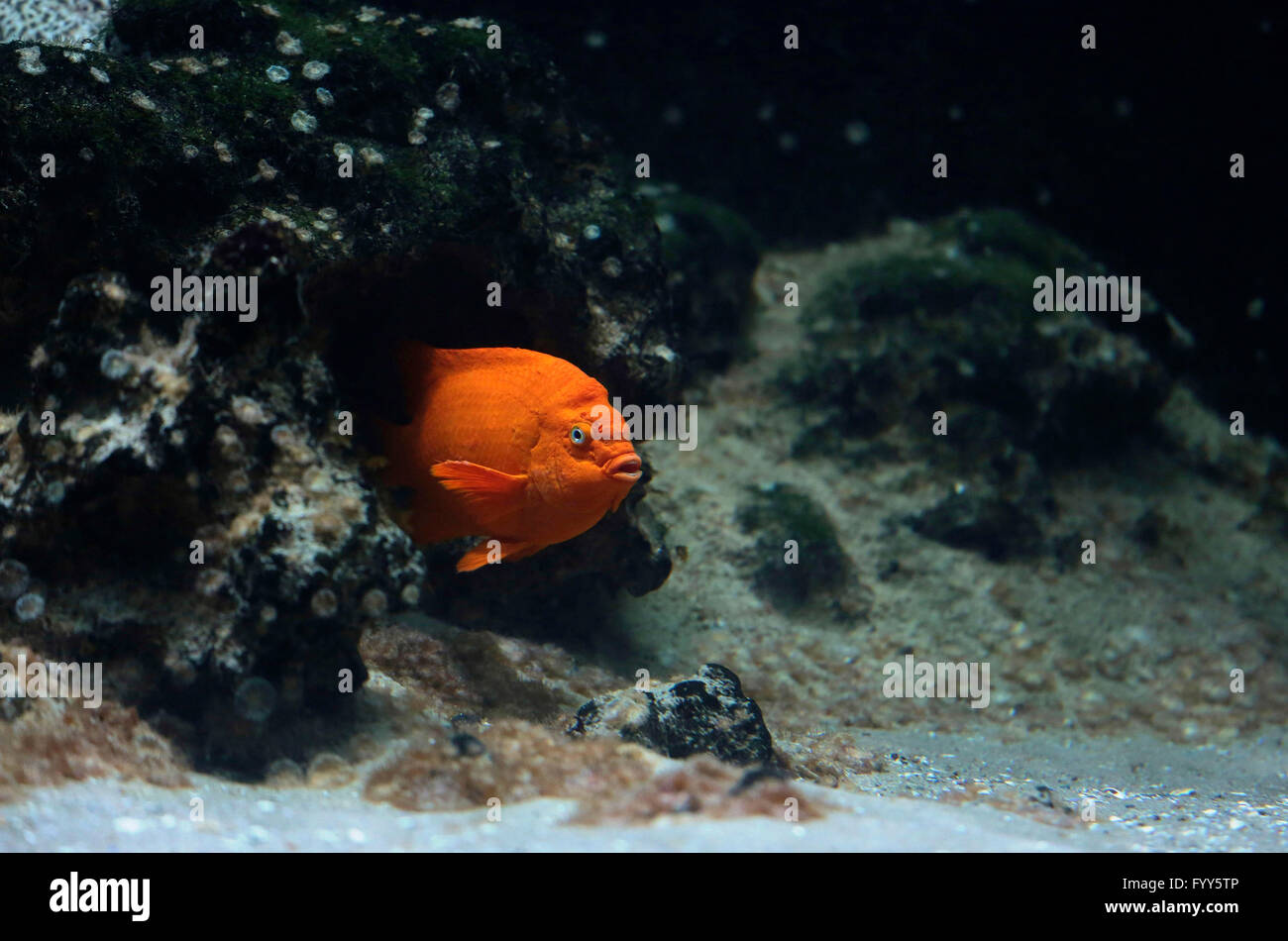 A colorful Garibaldi fish Stock Photo - Alamy