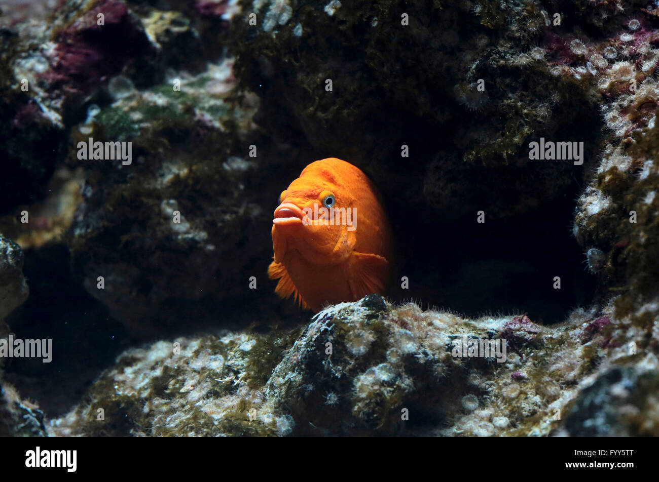 A colorful Garibaldi fish Stock Photo - Alamy
