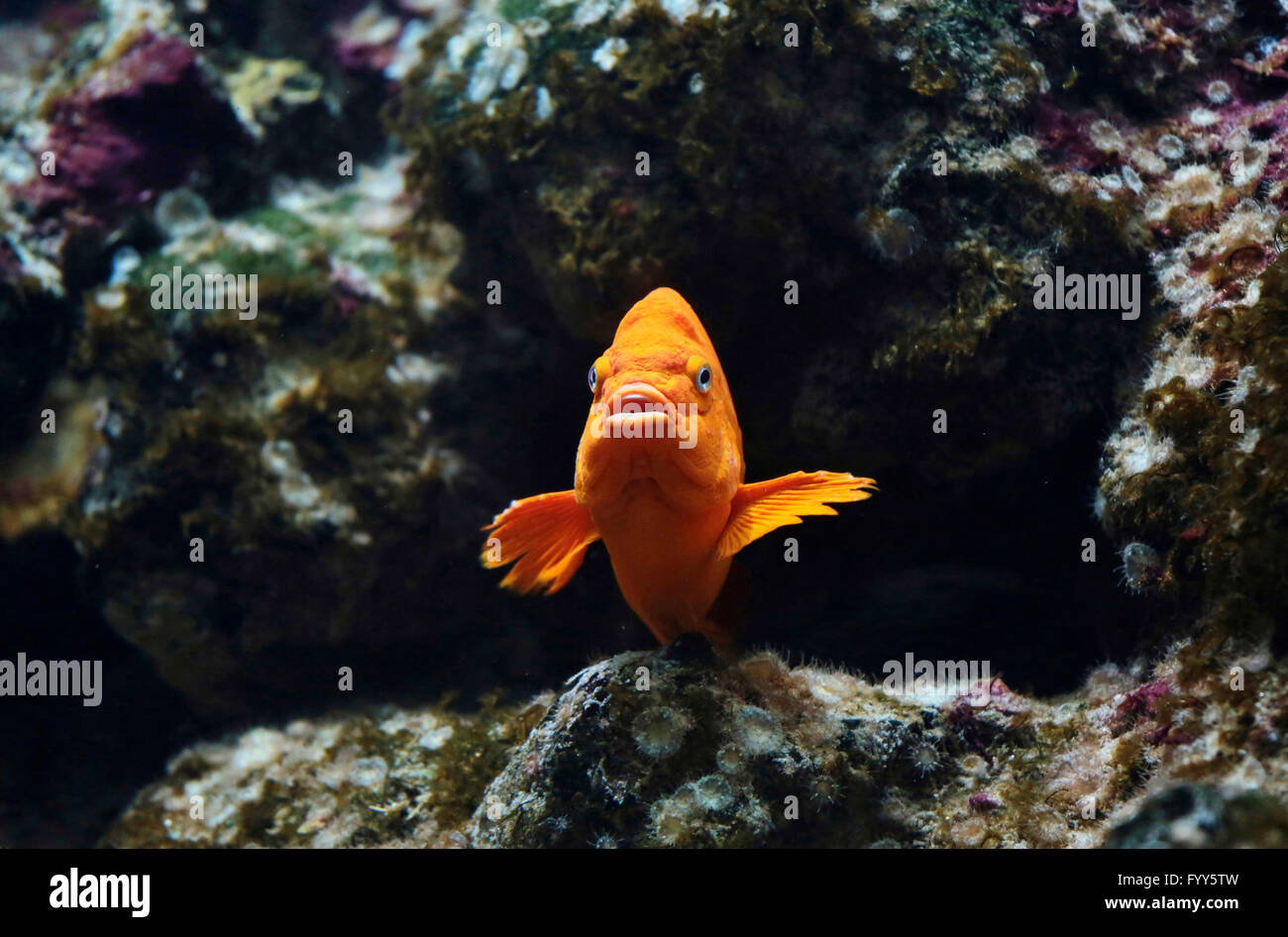 Garibaldi Fish High Resolution Stock Photography and Images - Alamy