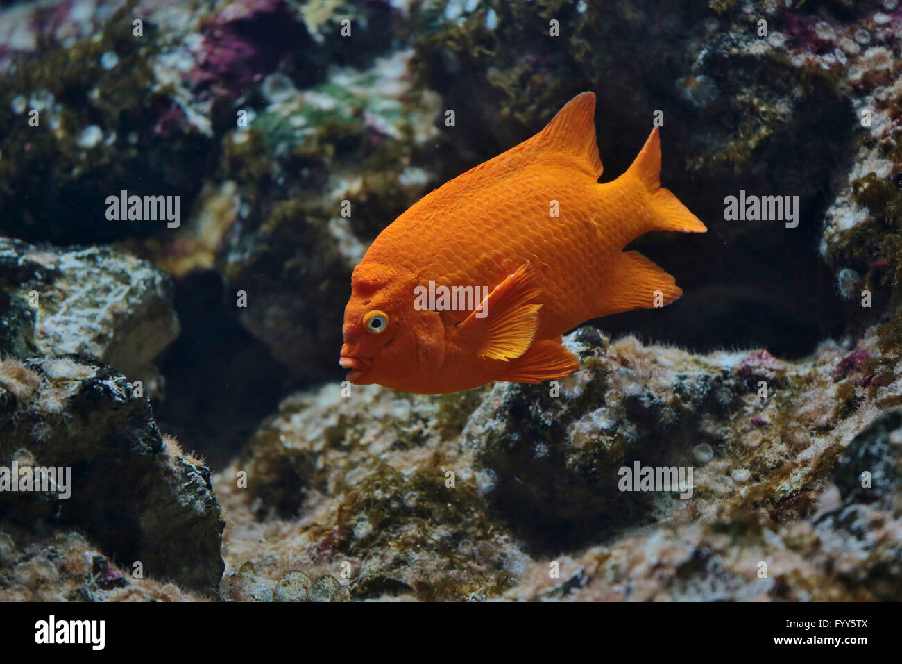 A colorful Garibaldi fish Stock Photo - Alamy