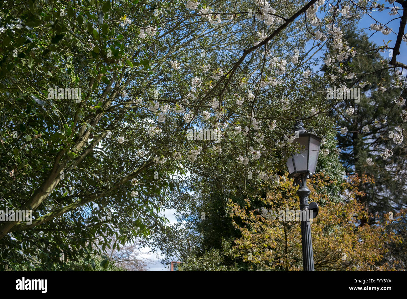Lampost streetlight in an english park in spring Stock Photo - Alamy