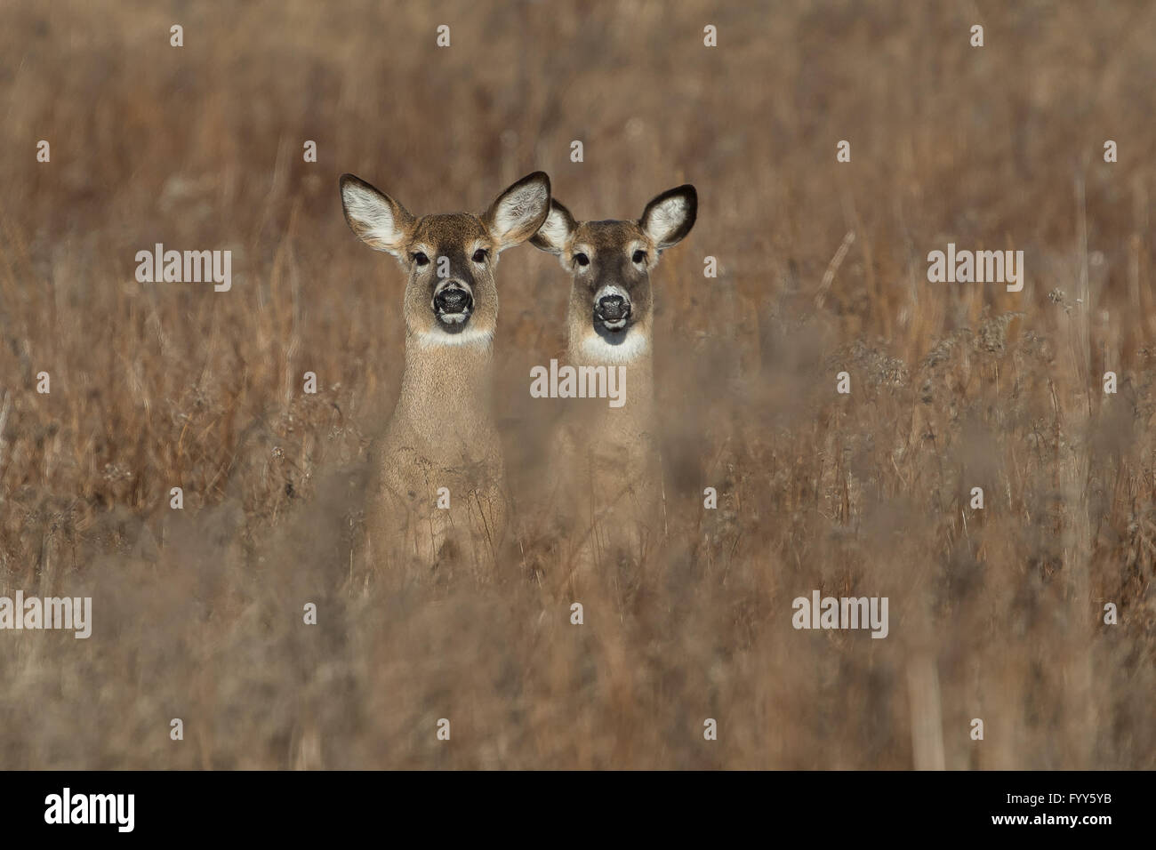 Set of twins hi-res stock photography and images - Alamy