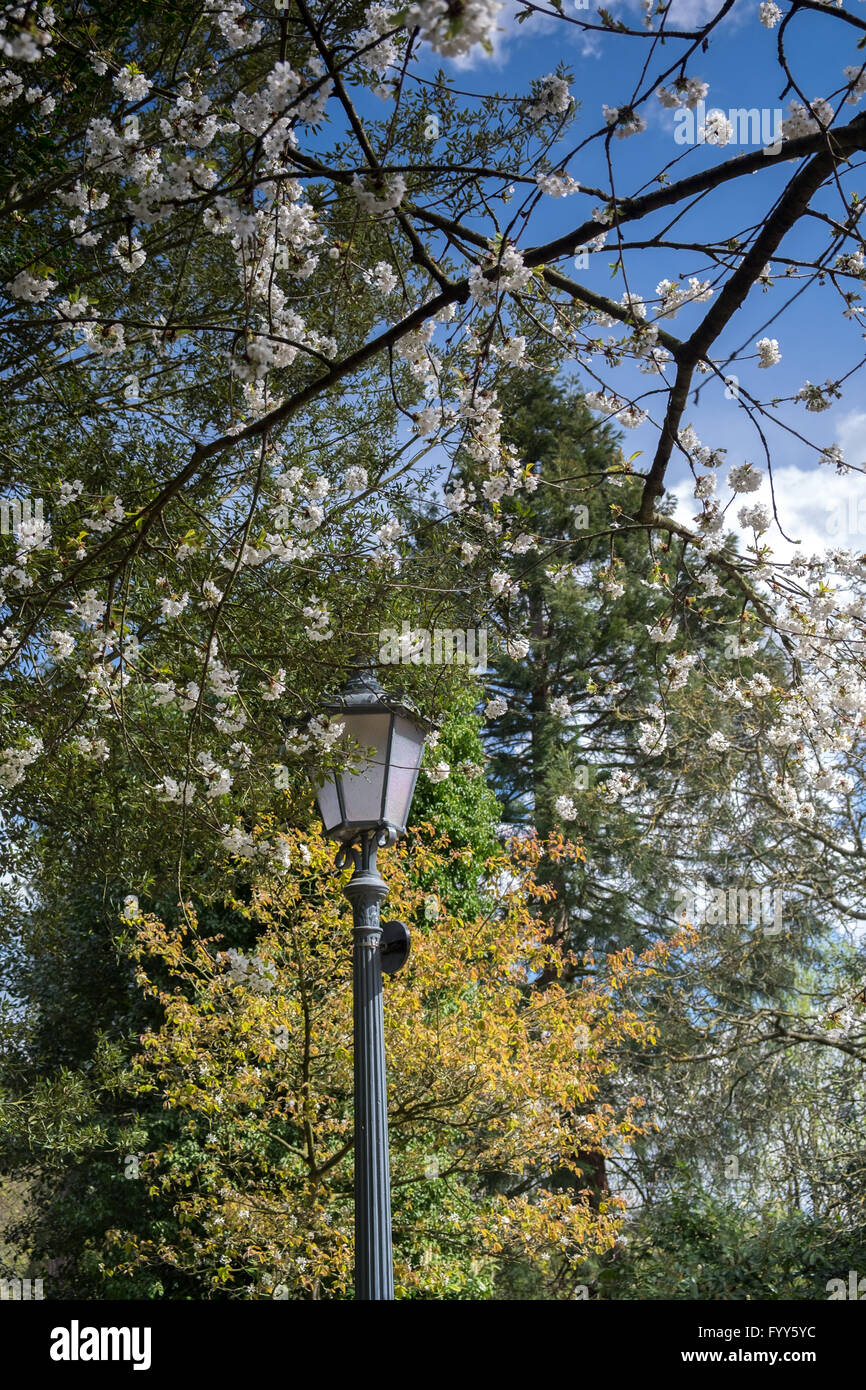 Lampost streetlight in an english park in spring Stock Photo - Alamy