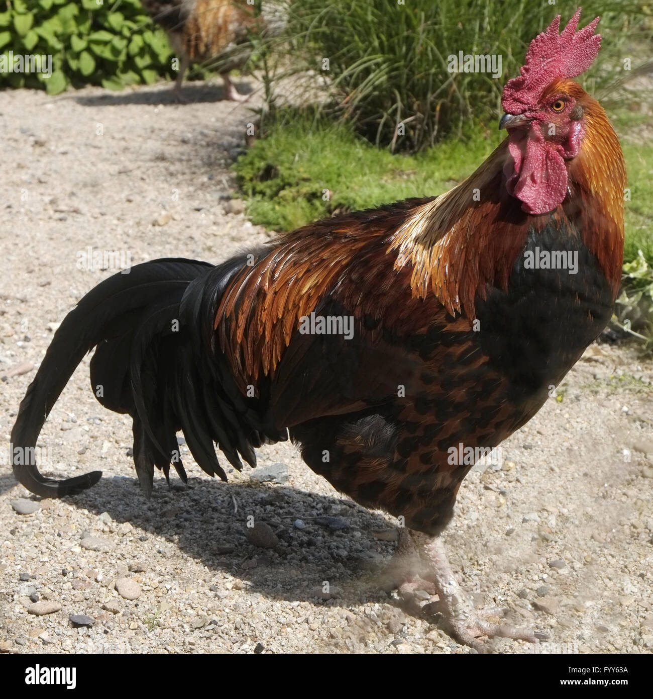 Rooster hi-res stock photography and images - Alamy
