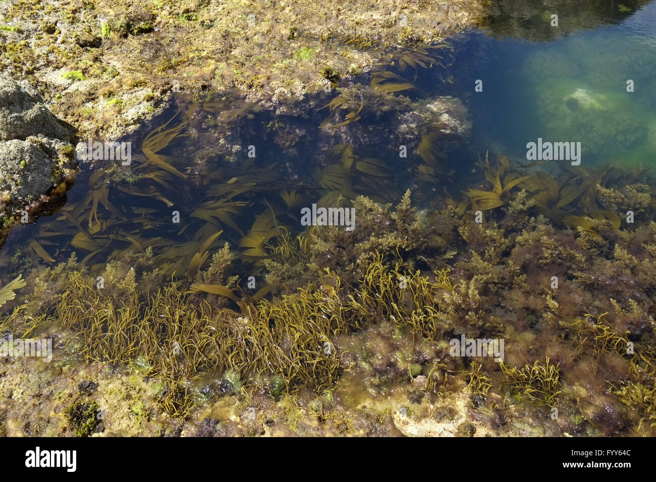 Rockpool hi-res stock photography and images - Alamy
