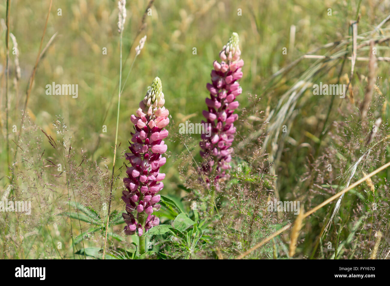 Mount cook flowers hi-res stock photography and images - Alamy