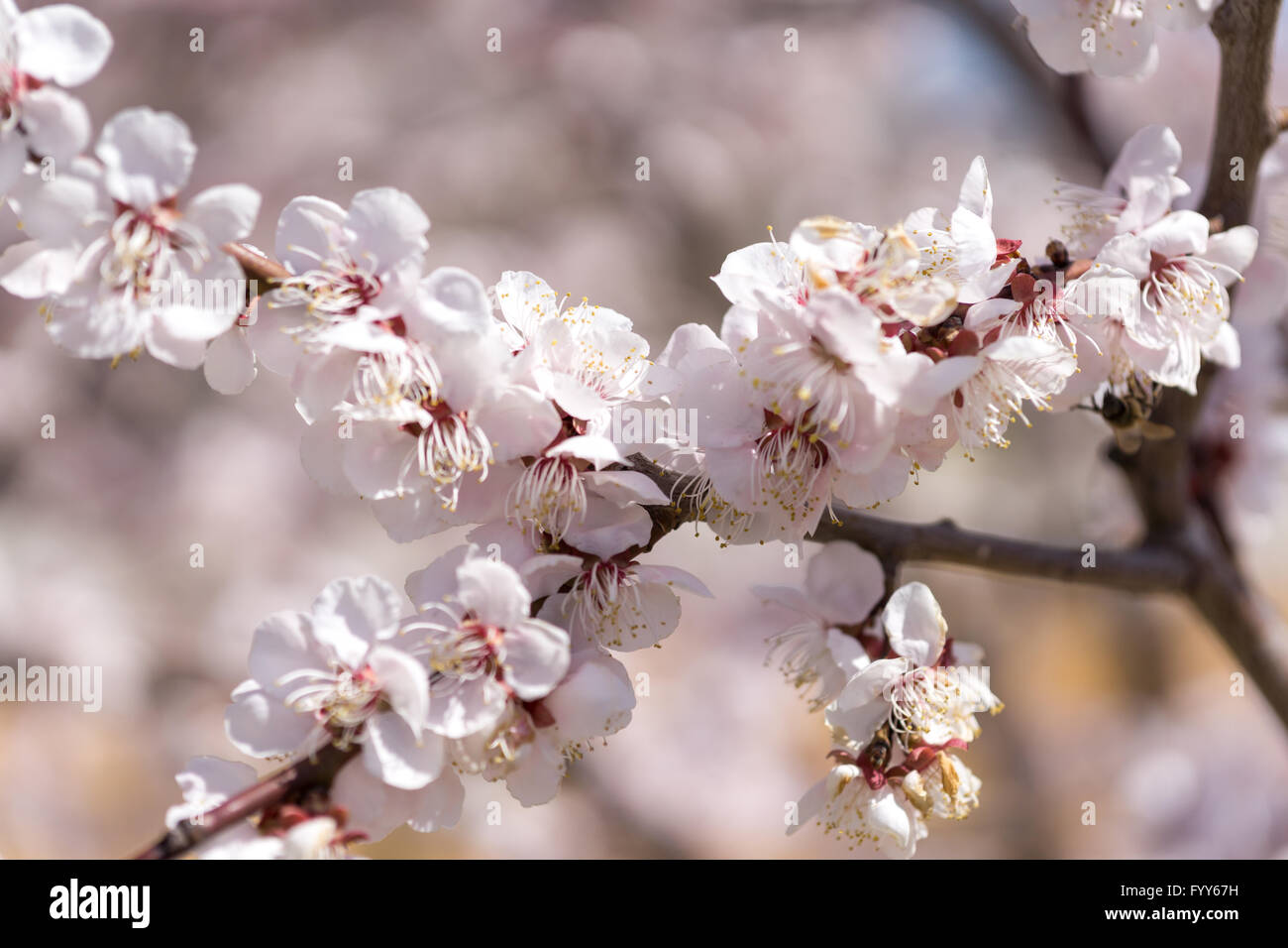 Korea plum flowers hi-res stock photography and images - Alamy