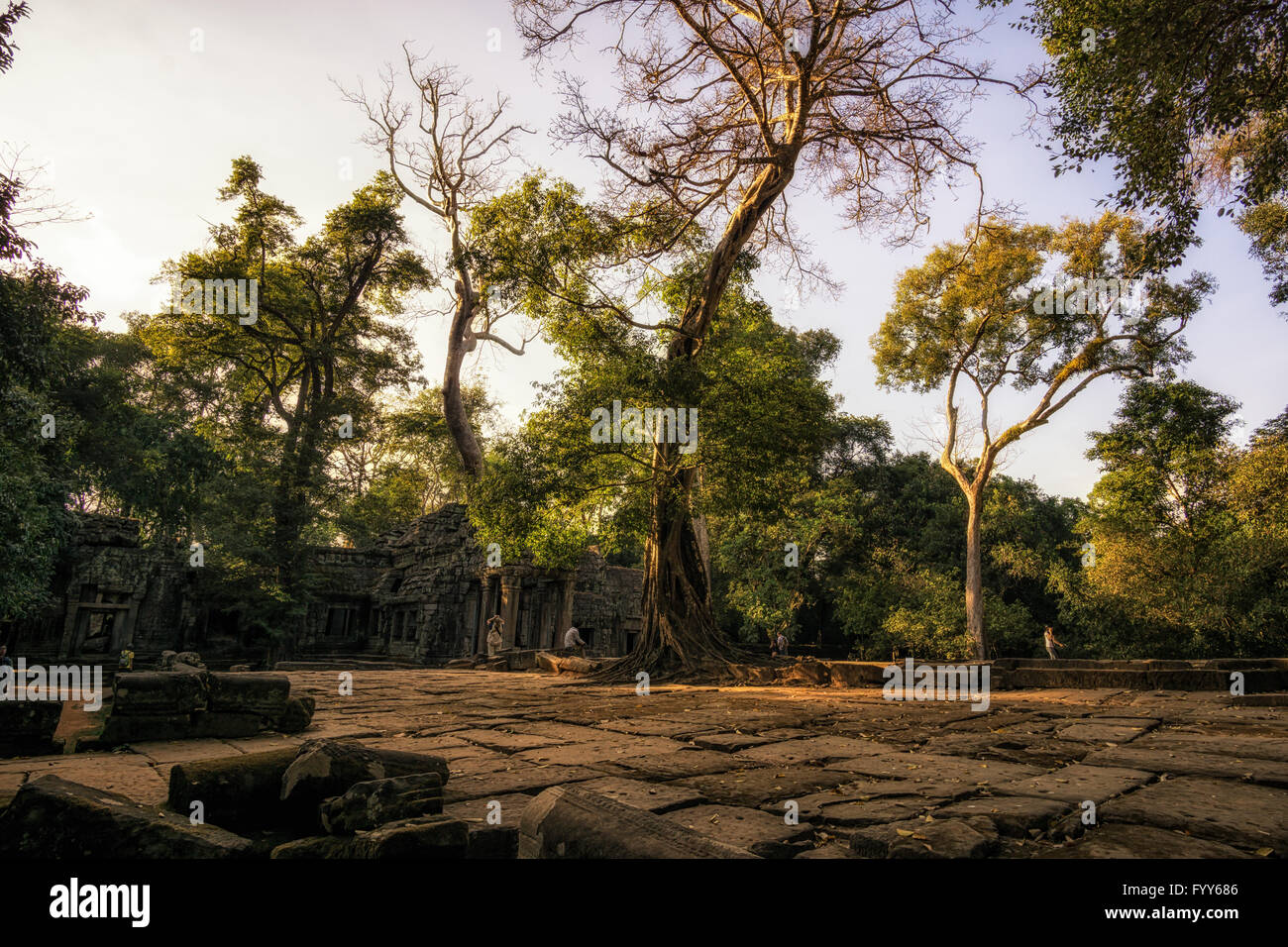 Ankor wat ta tree hi-res stock photography and images - Alamy