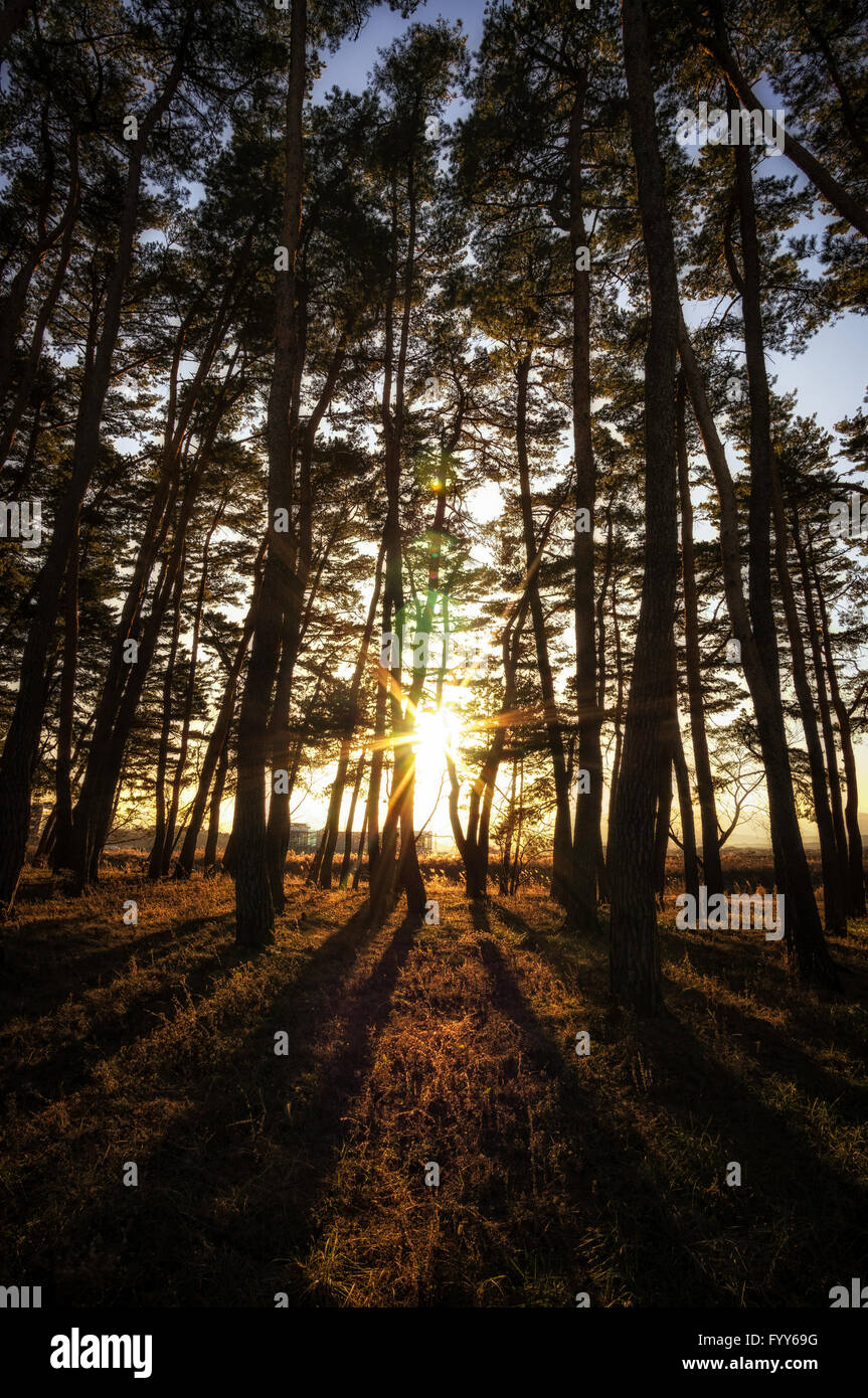 Gangneung Pine Tree Forest Stock Photo - Alamy