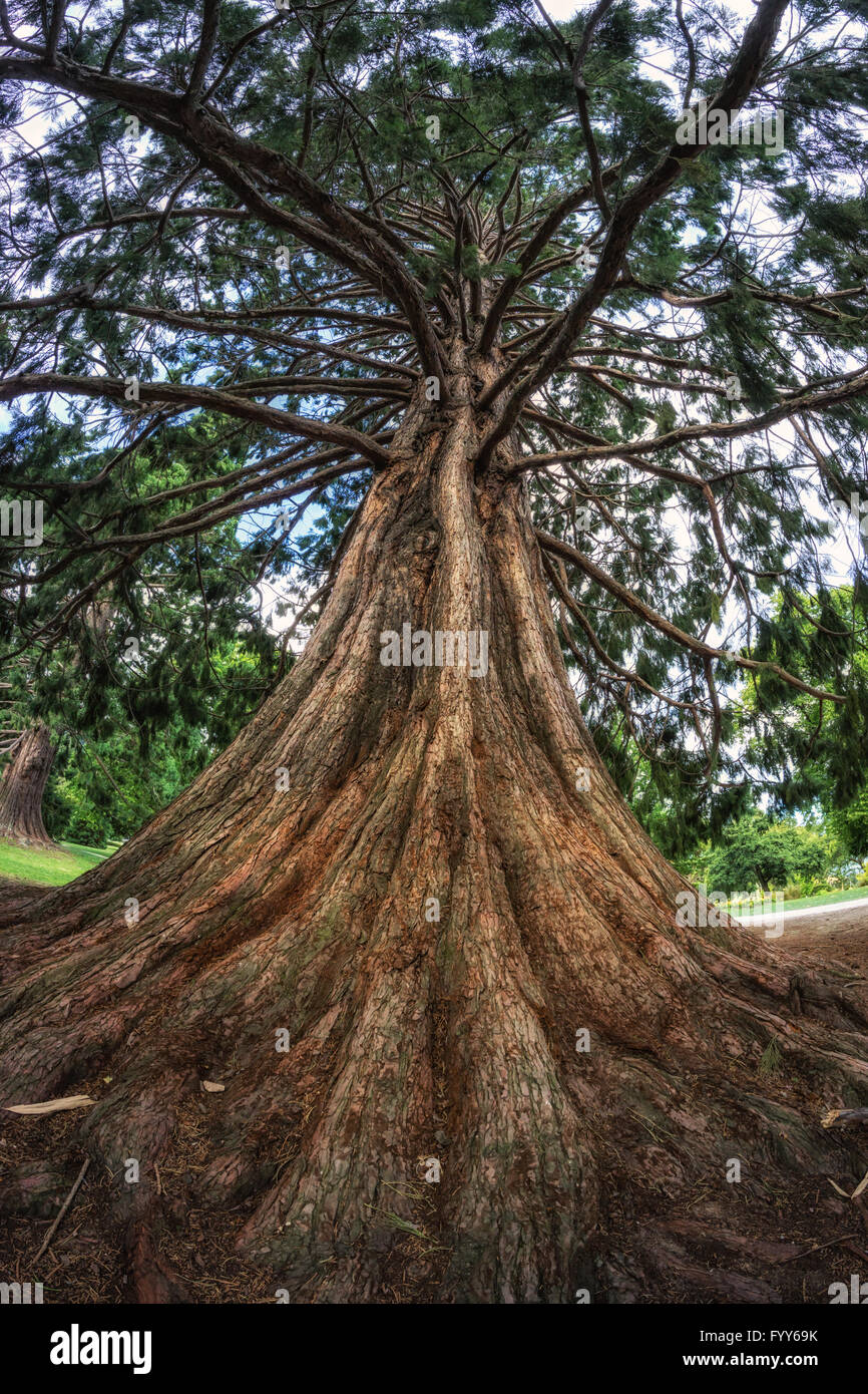 blue atlas cedar tree Stock Photo - Alamy