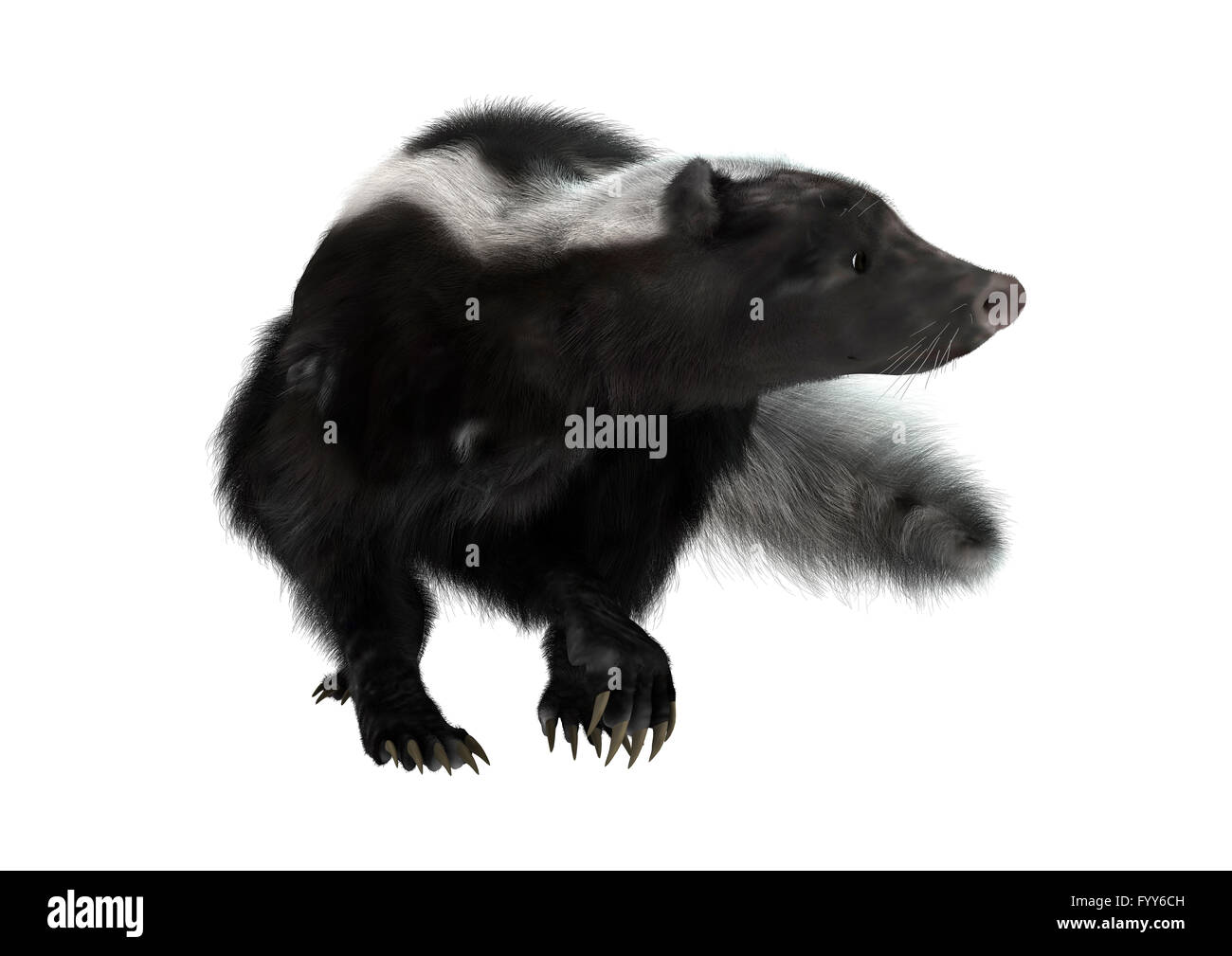 3D rendering of a skunk isolated on white background Stock Photo - Alamy