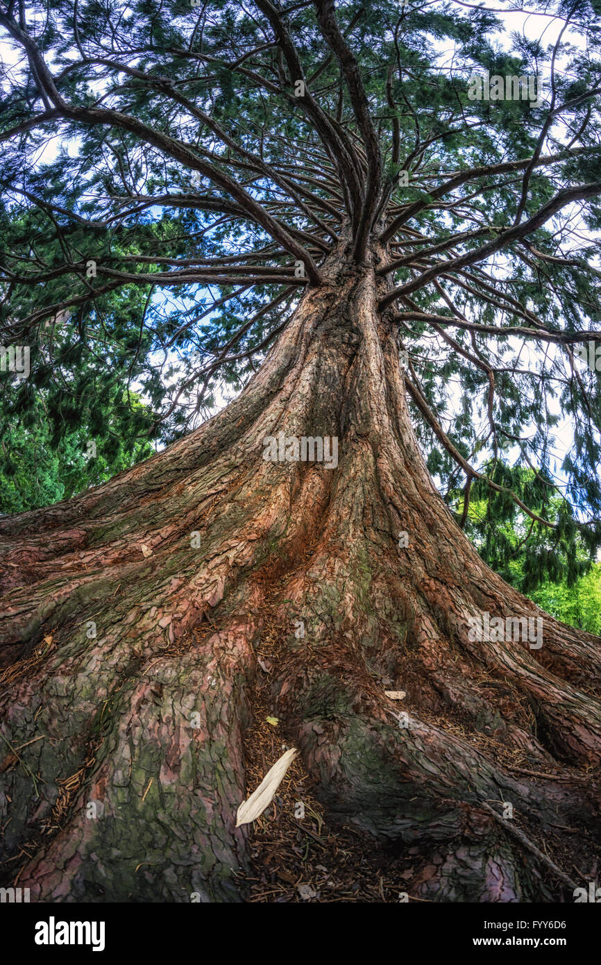 blue atlas cedar tree Stock Photo - Alamy