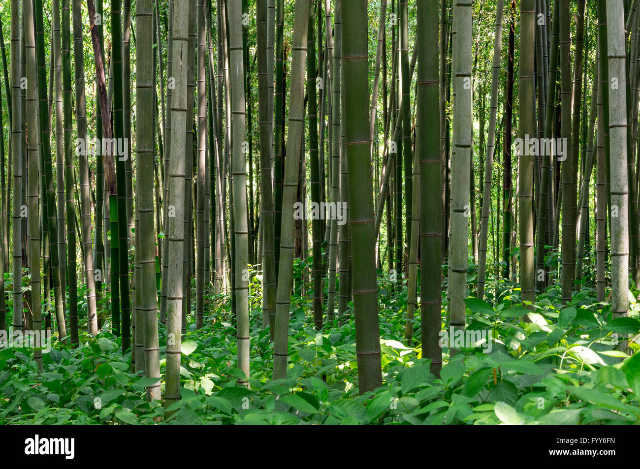 Damyang bamboo forest hi-res stock photography and images - Alamy