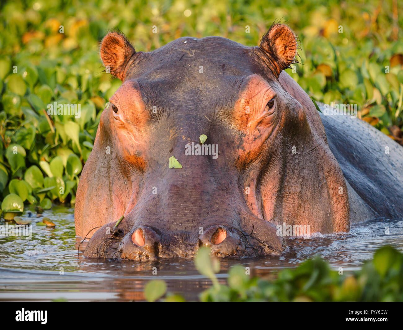 Hippopotamus in River Stock Photo - Alamy