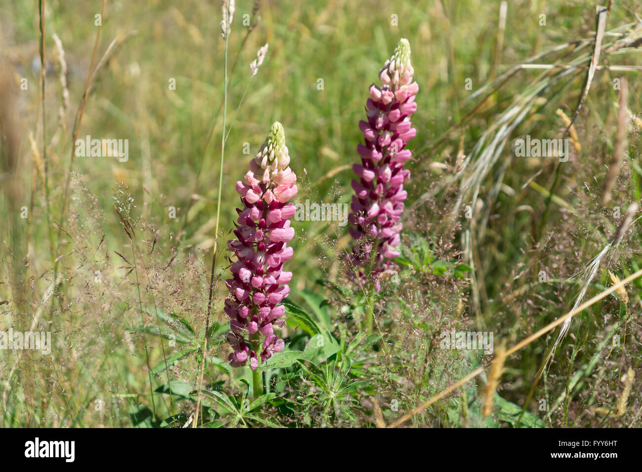 Lupin Genus High Resolution Stock Photography and Images - Alamy
