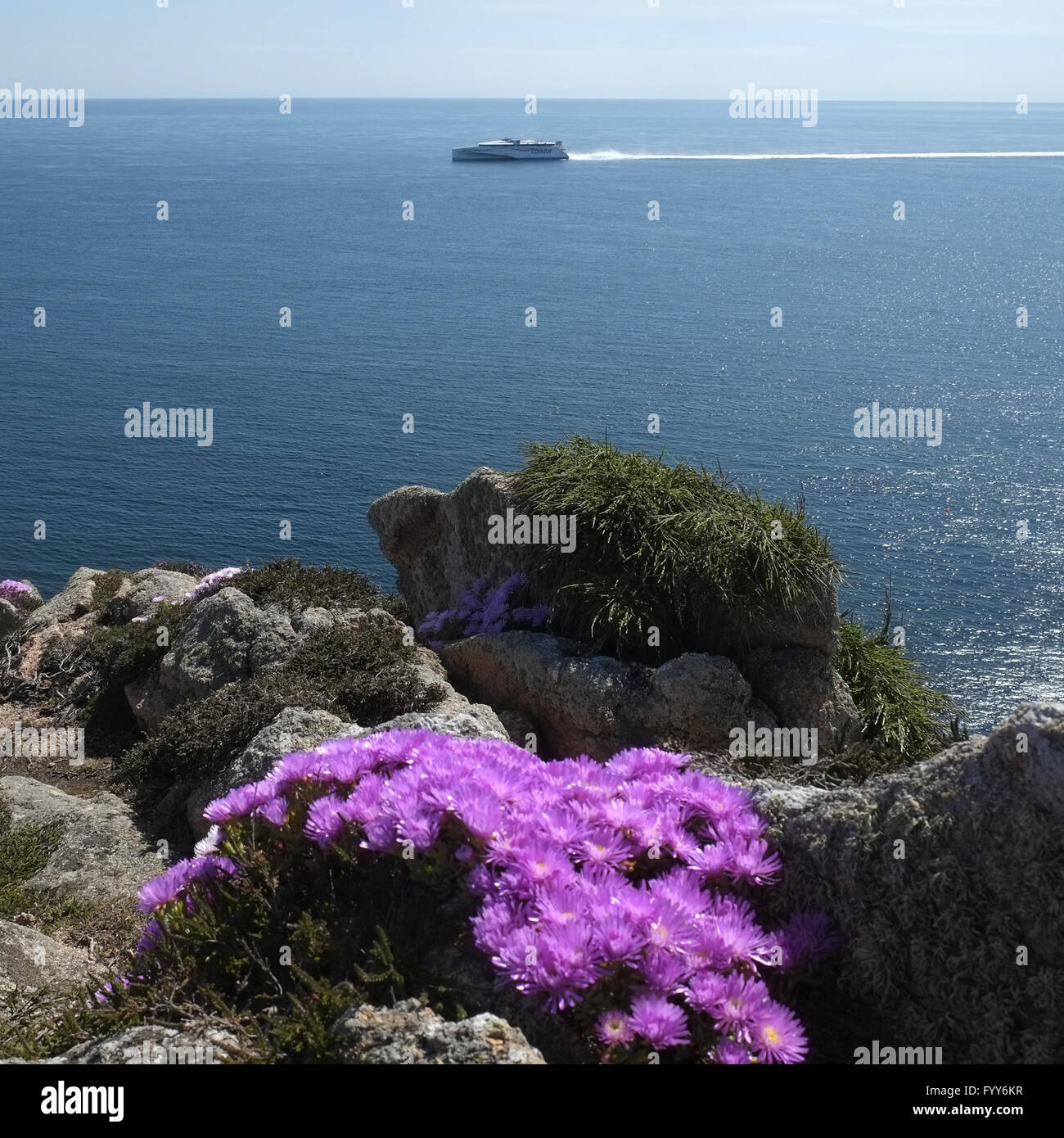 Cliff flowers hi-res stock photography and images - Alamy