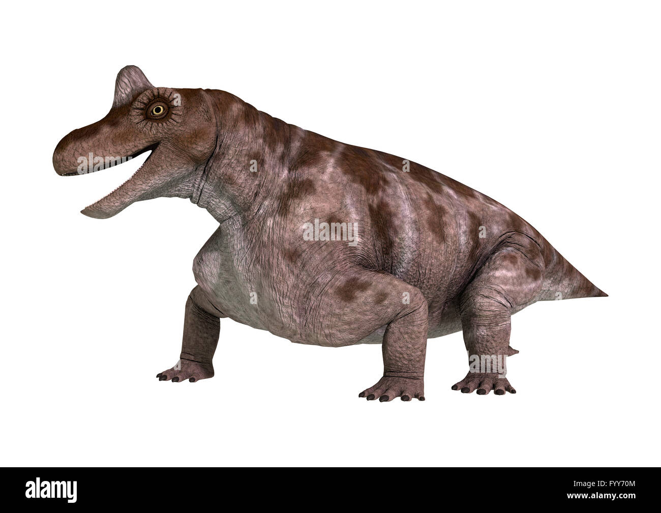 3D rendering of a dinosaur Keratocephalus isolated on white background ...