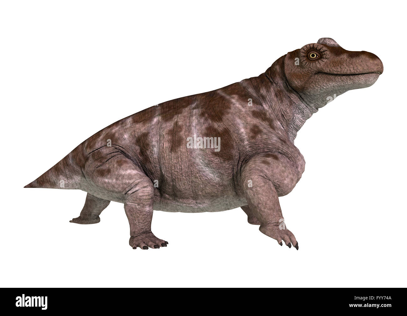 3D rendering of a dinosaur Keratocephalus isolated on white background ...