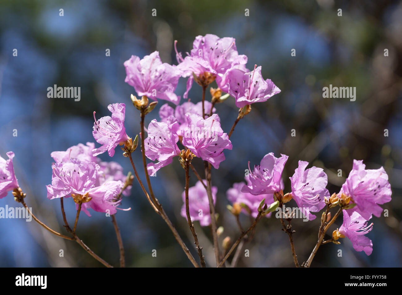 Rhododendron mucronulatum korea hi-res stock photography and images - Alamy