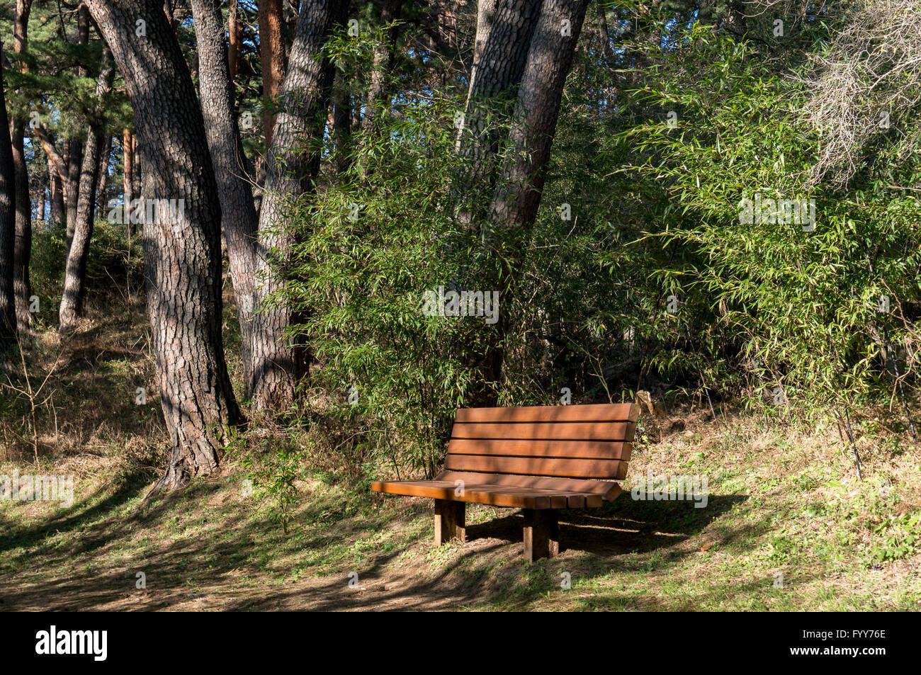 Bench in Forest Stock Photo - Alamy
