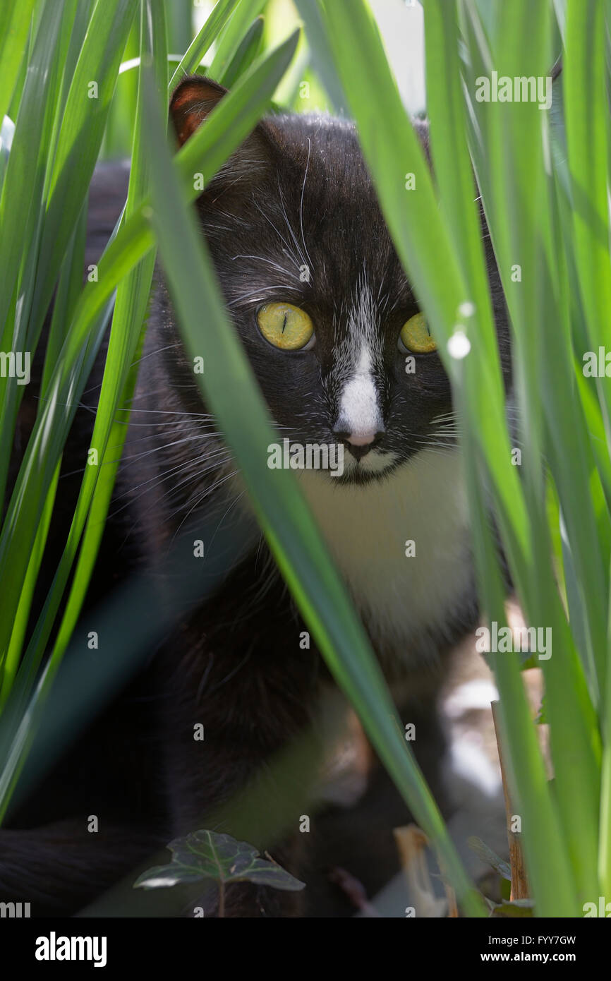 Domestic cat. Black-and-white adult looking throught grass. Germany ...