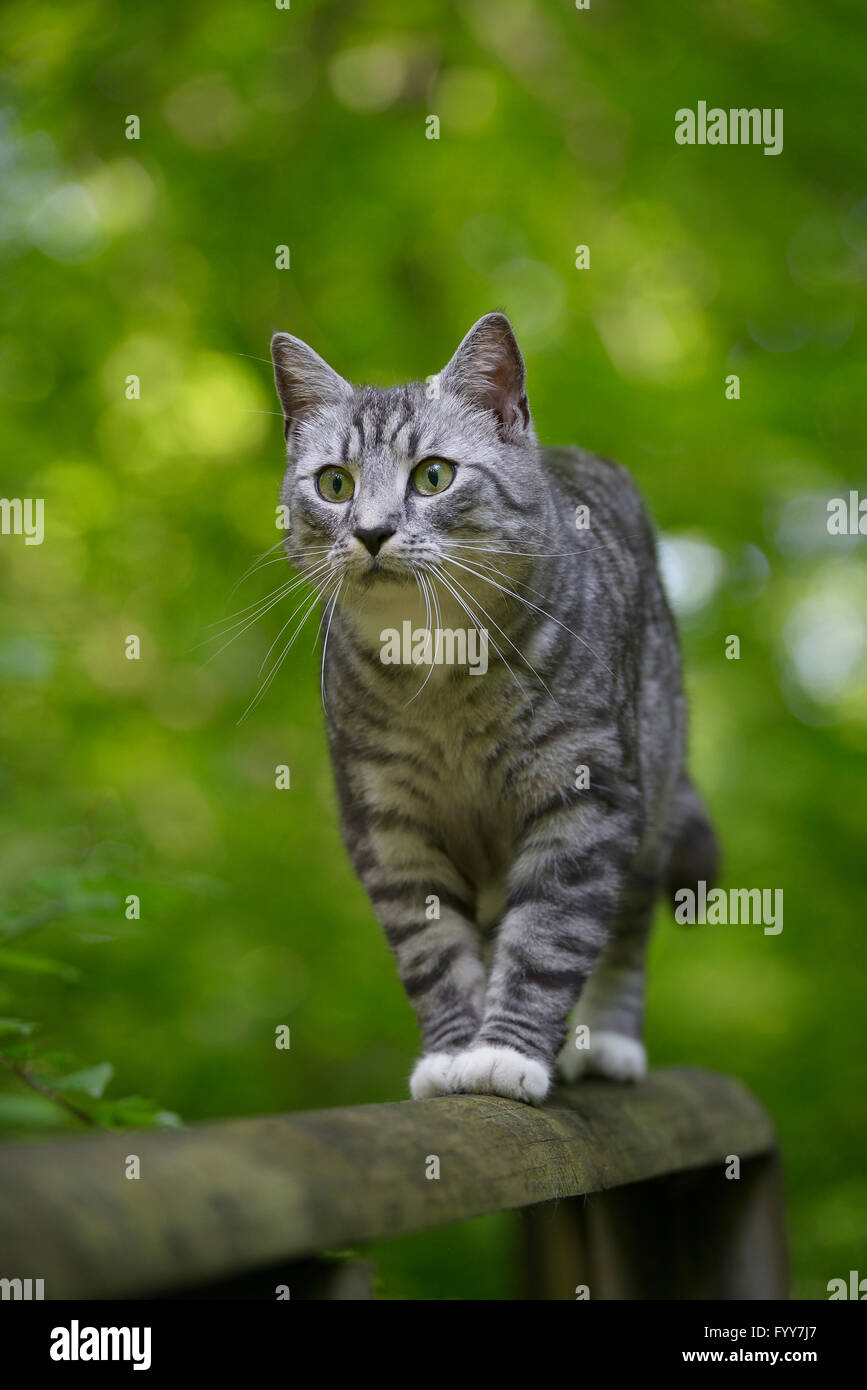 Balancing on a railing hi-res stock photography and images - Alamy