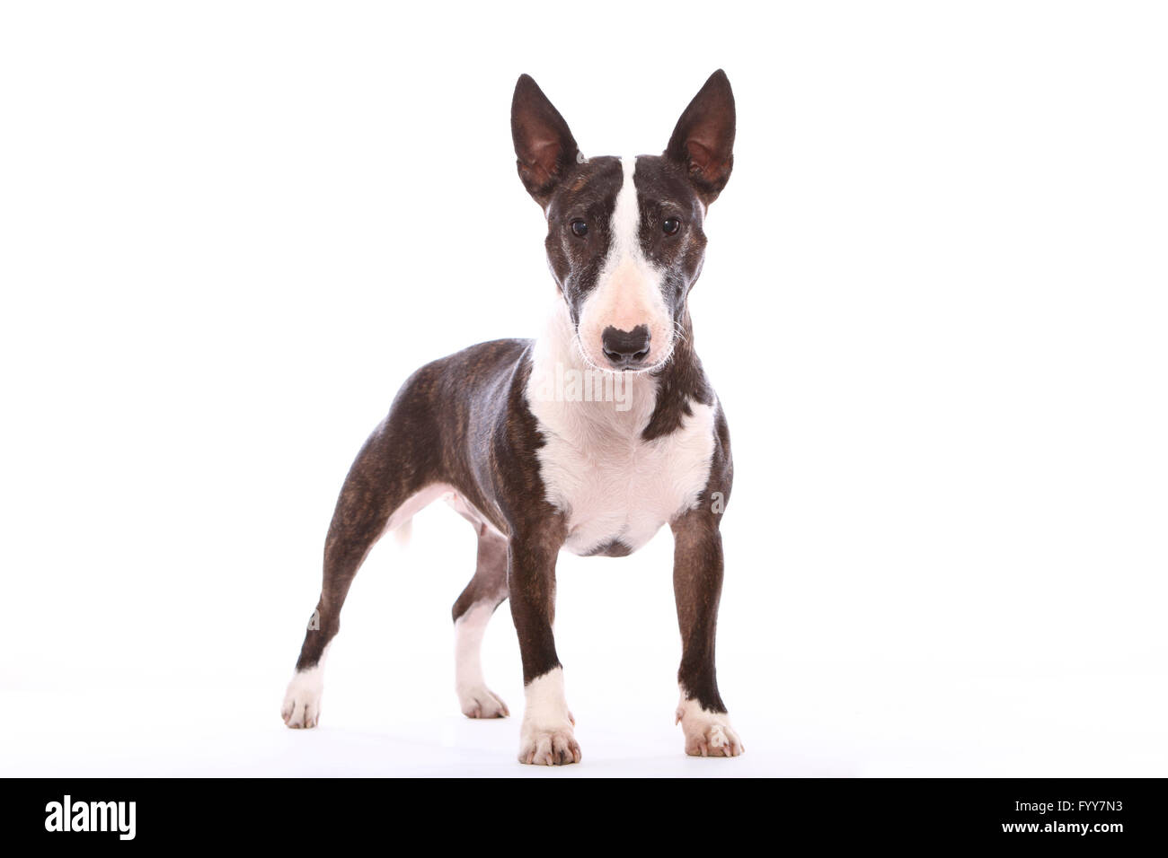 Miniature Bull Terrier. Adult bitch standing. Studio picture against a ...