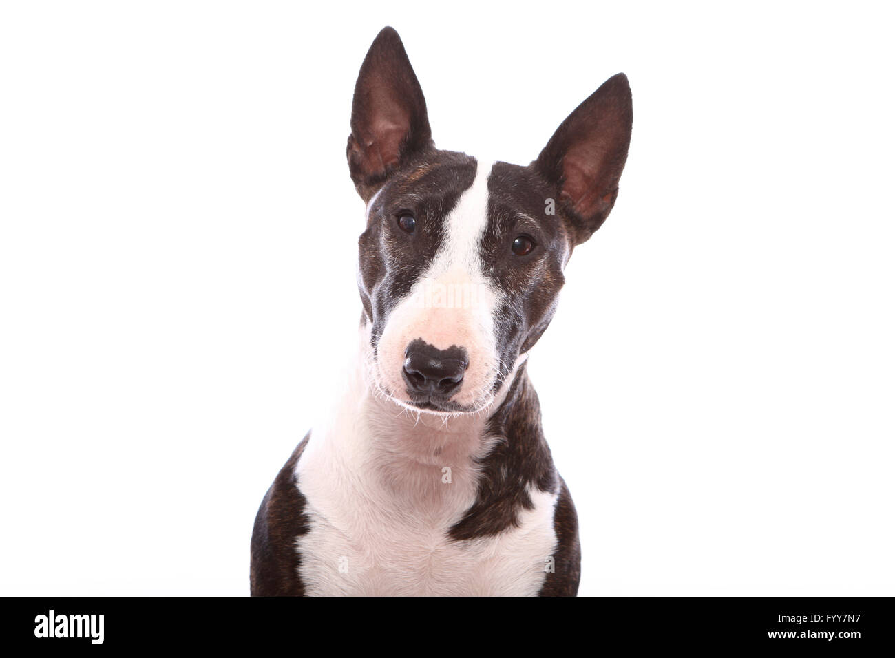 Miniature Bull Terrier. Portrait of adult bitch. Studio picture against ...