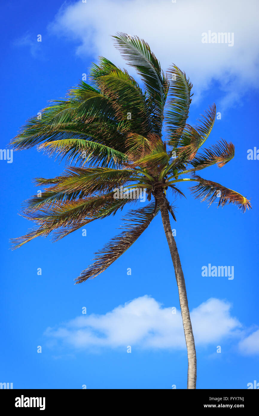 Strong wind and palm tree hi-res stock photography and images - Alamy