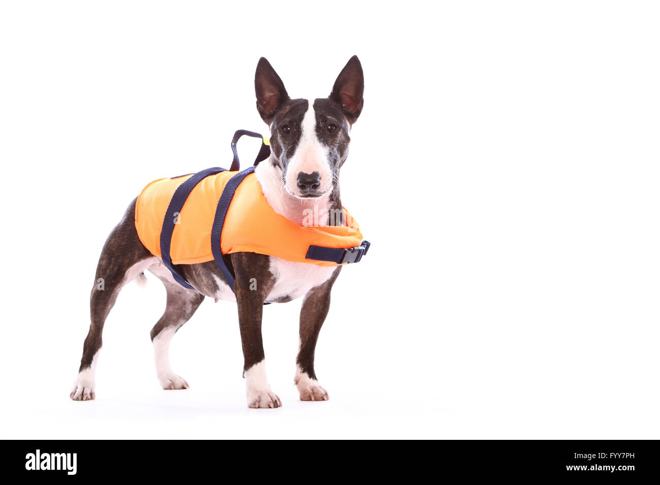 Miniature Bull Terrier. Adult bitch standing, wearing life jacket ...