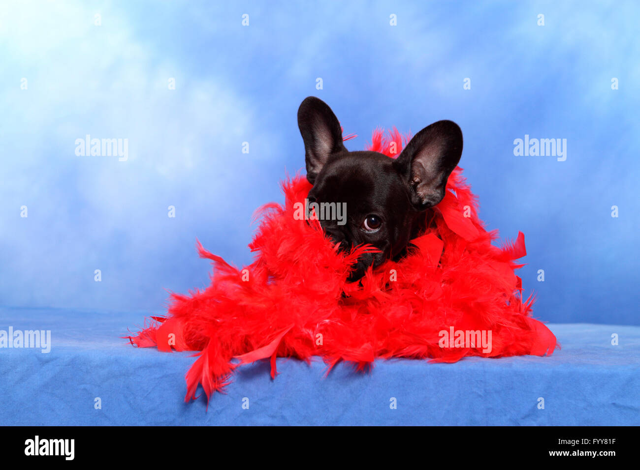 French Bulldog. Puppy (12 weeks old) in a red feather boa, lying on a ...