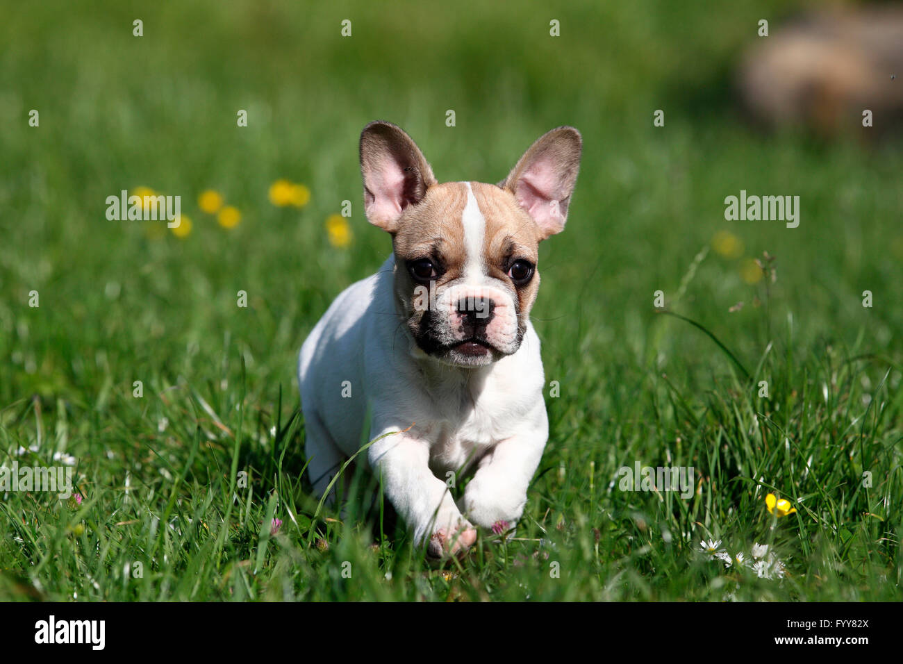 French Bulldog. Puppy (9 weeks old) running on a meadow. Germany Stock ...