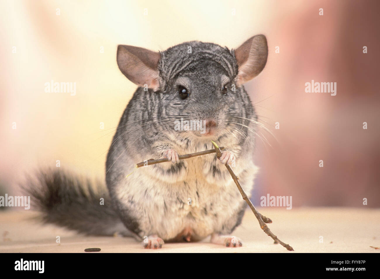 Long-tailed Chinchilla (Chinchilla laniga) eating a twig. Germany Stock ...