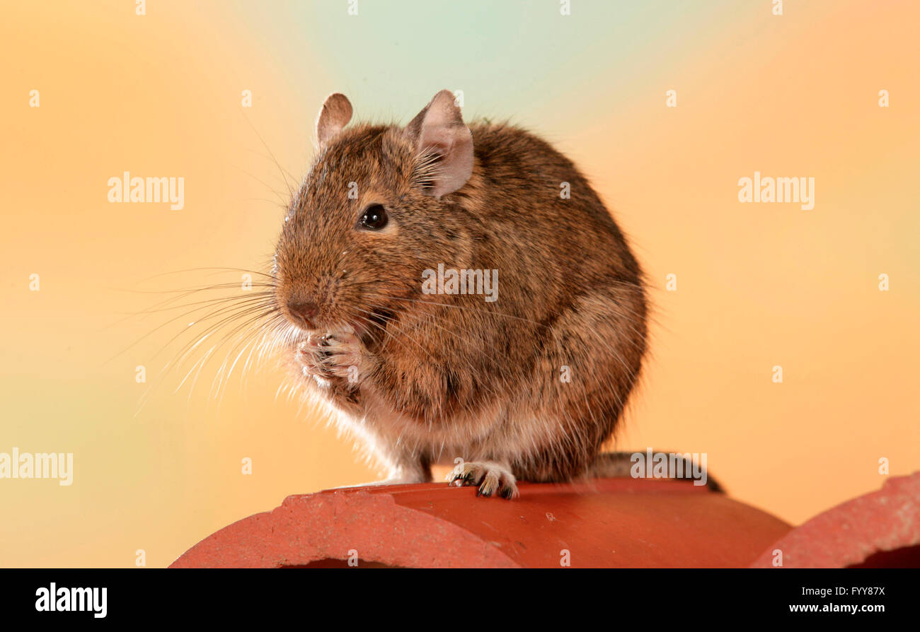 Degu feeding hi-res stock photography and images - Alamy