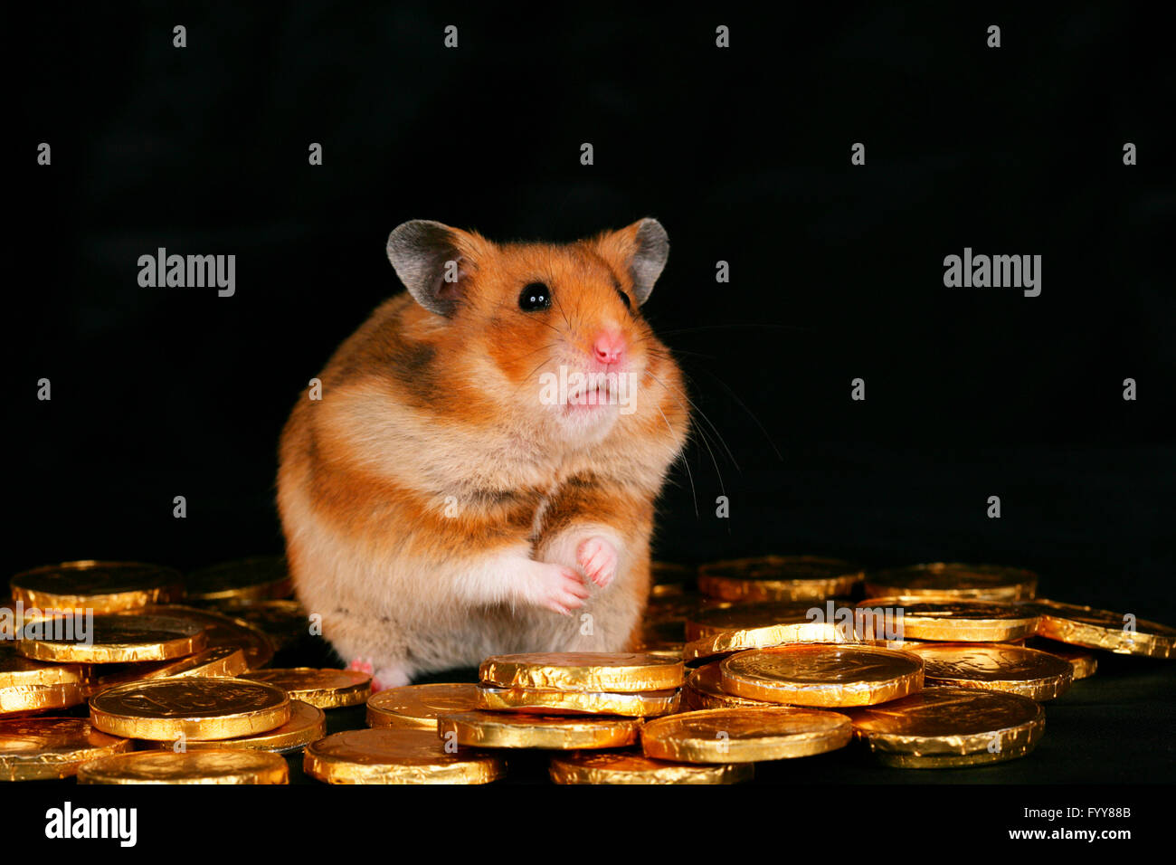 Gold hamster hi-res stock photography and images - Alamy