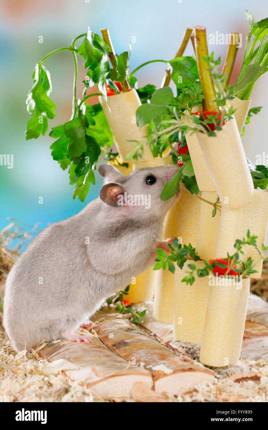 Golden Hamster, Pet Hamster (Mesocricetus auratus). Adult eating fresh ...