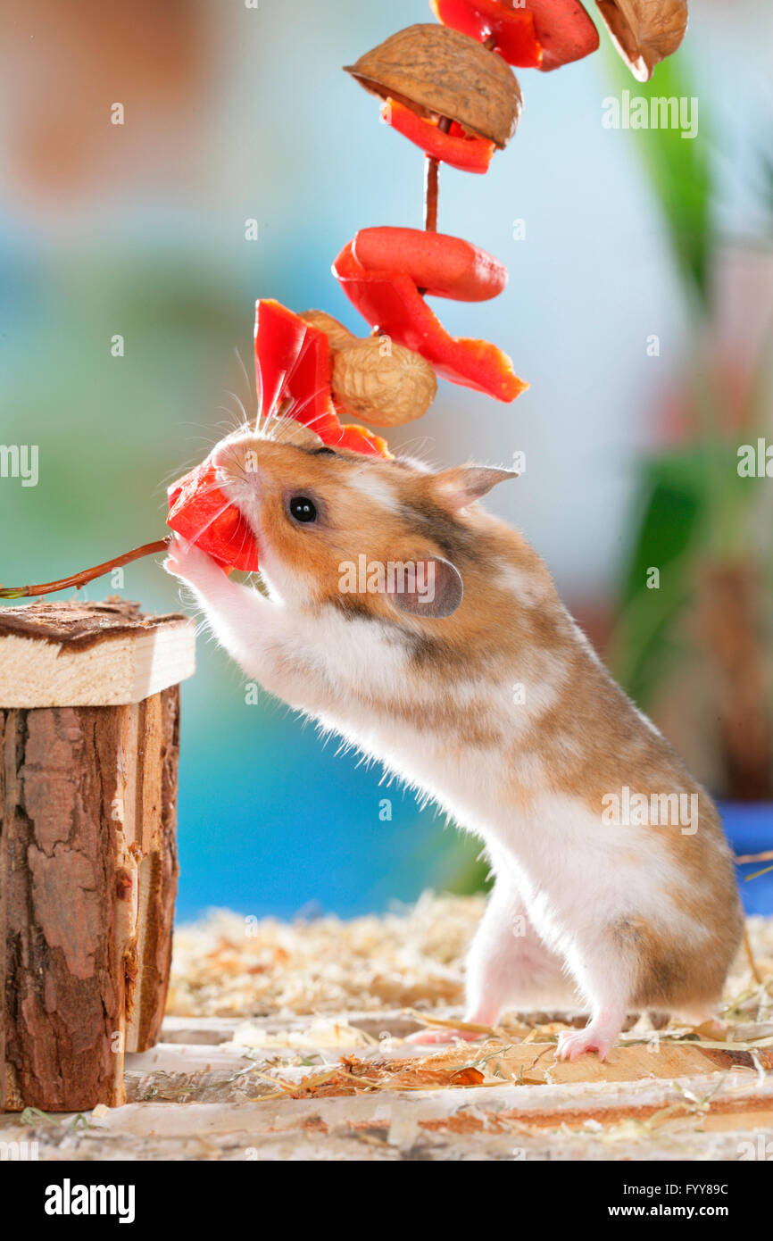 Hamster eating vegetables hi-res stock photography and images - Alamy