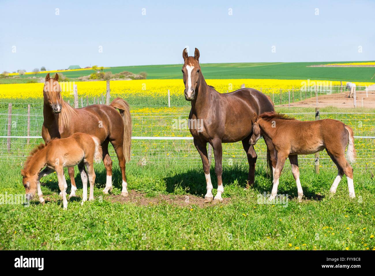 Welsh b hi-res stock photography and images - Alamy
