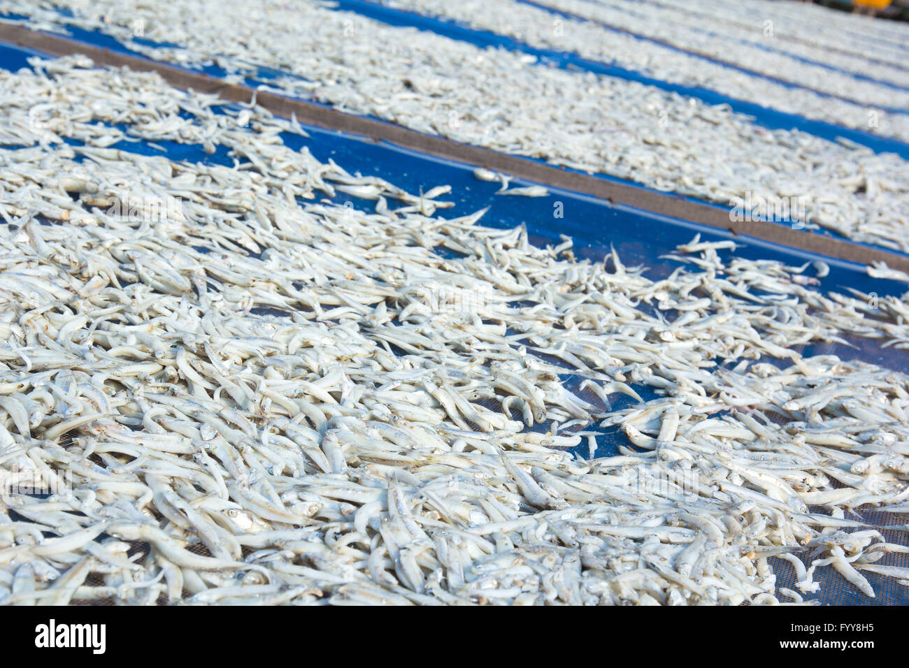 Small salted fish dried under the sun in Chanthaburi province, Thailand ...