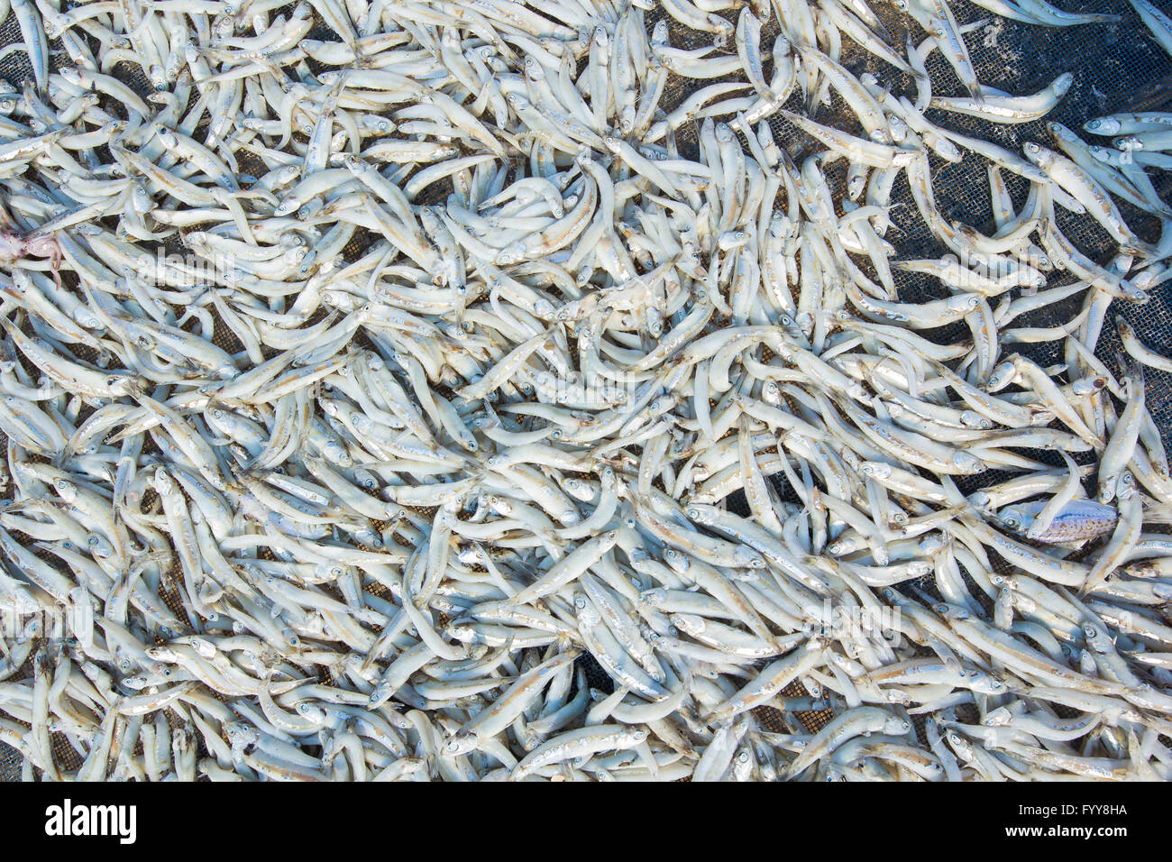 Small salted fish dried under the sun in Chanthaburi province, Thailand ...