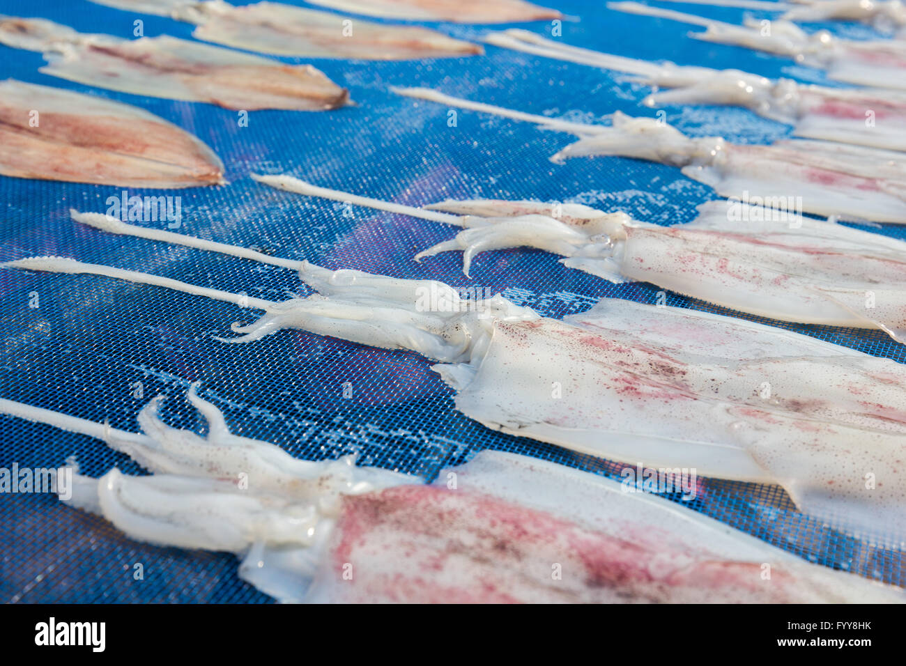 Sun Dried Squid under the sunlight in Chanthaburi province, Thailand ...