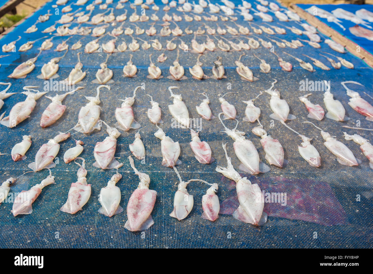 Sun Dried Squid under the sunlight in Chanthaburi province, Thailand ...