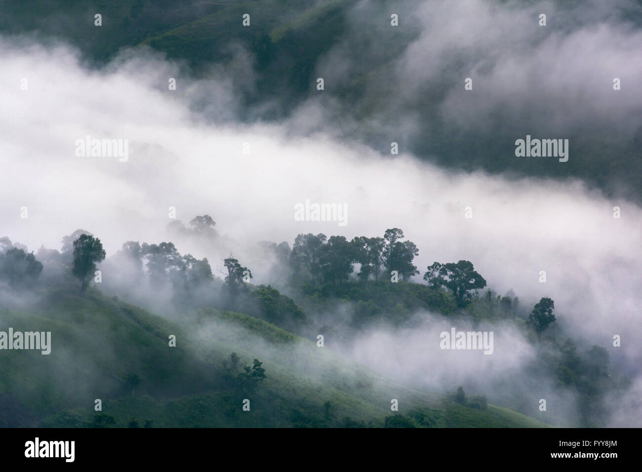 Fog flow at tropical rain forest and mountain landscape Stock Photo - Alamy