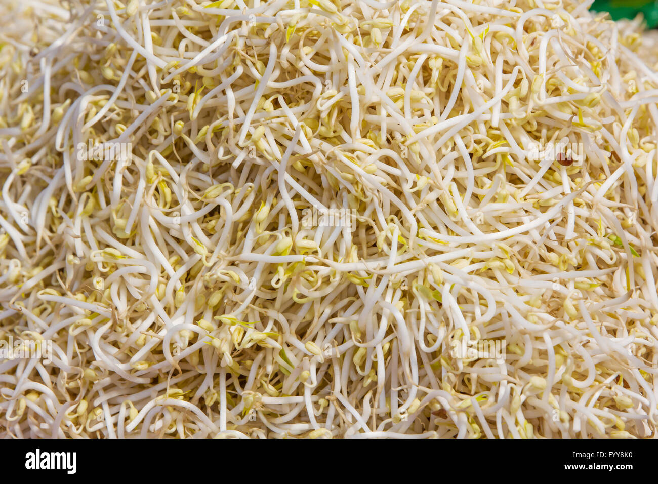 bean sprouts full frame background Stock Photo - Alamy