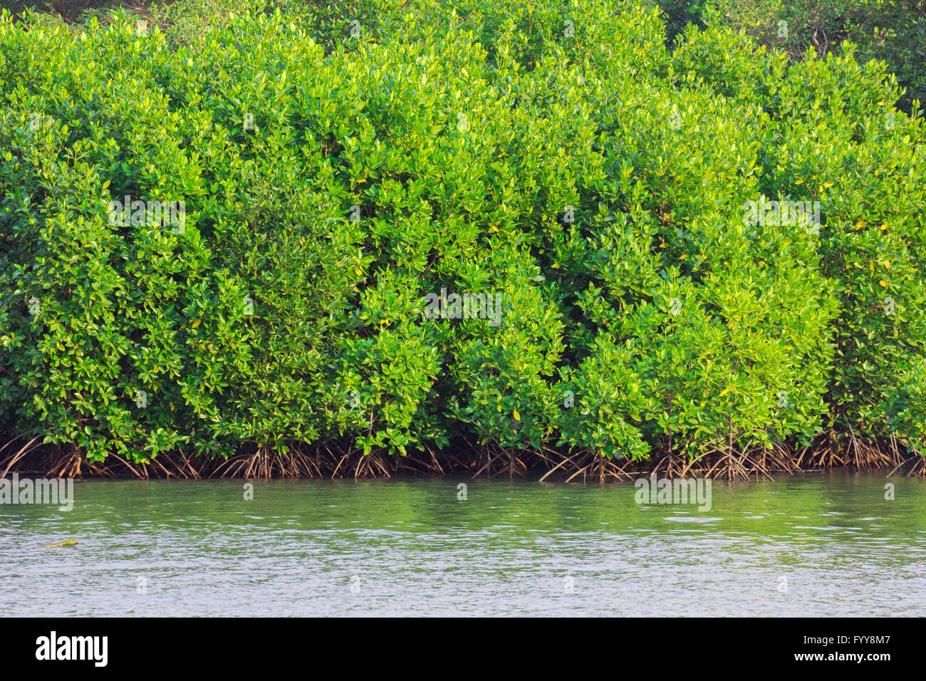 Mangrove trees along sea hi-res stock photography and images - Alamy